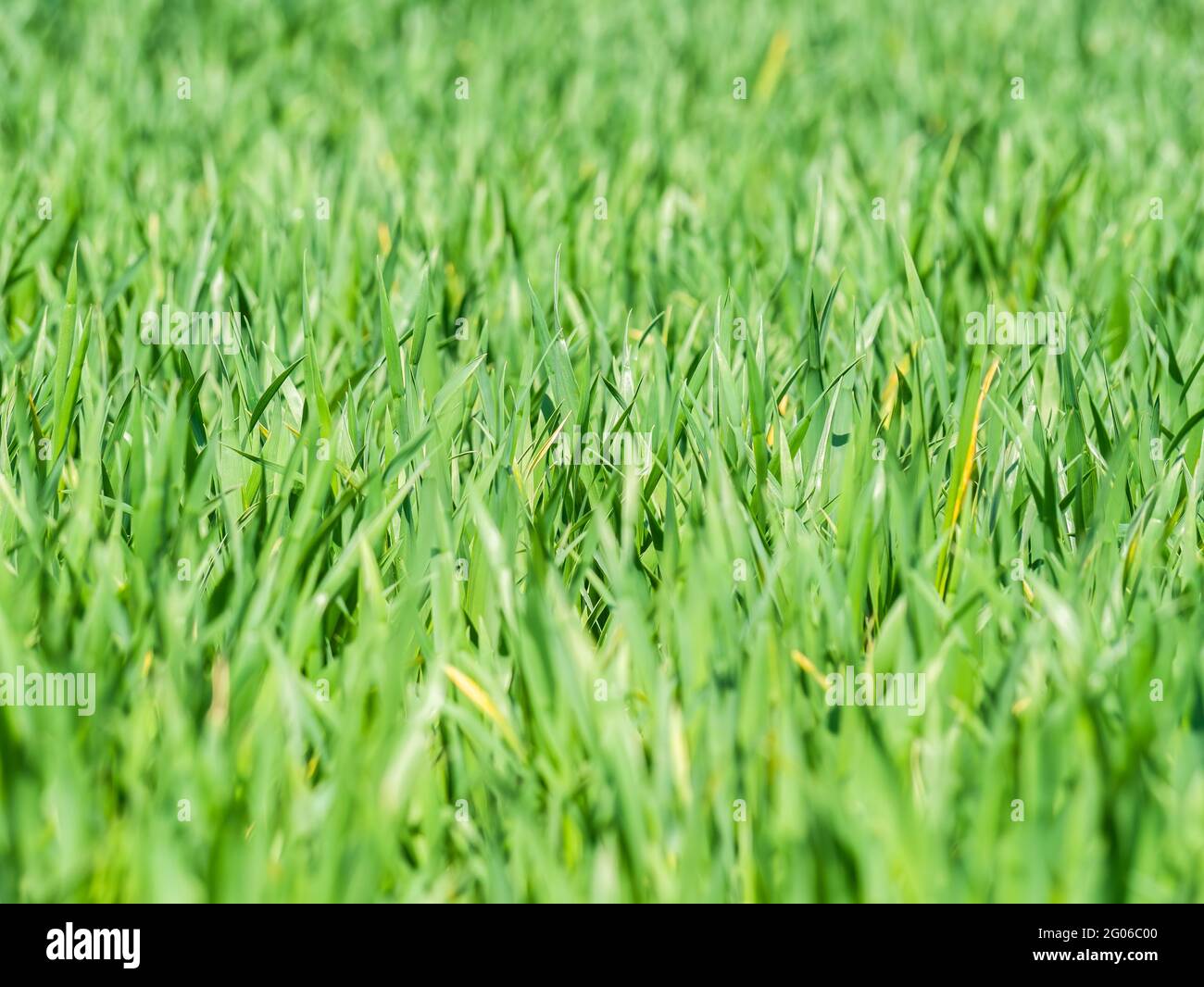 Natural fresh green grass texture background Stock Photo - Alamy