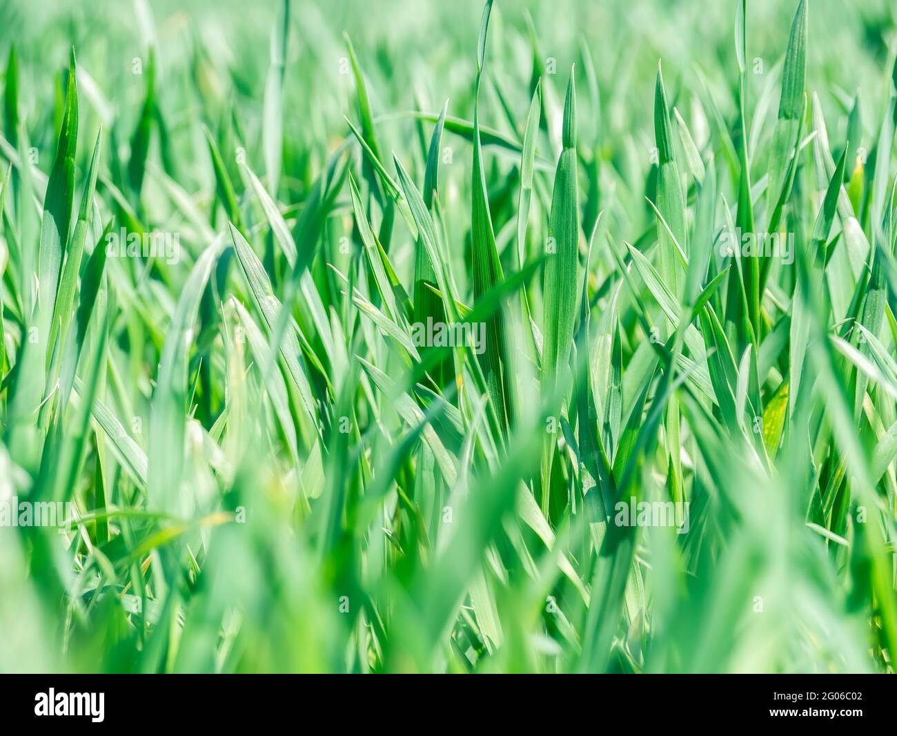 Natural fresh green grass texture background Stock Photo - Alamy