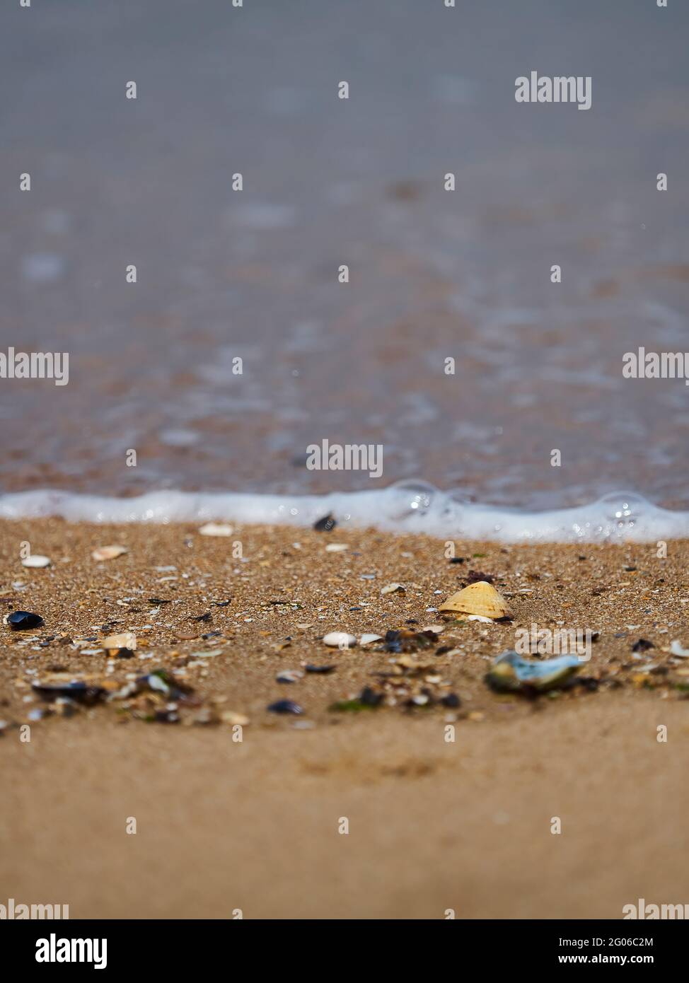 Wet shells hi-res stock photography and images - Alamy