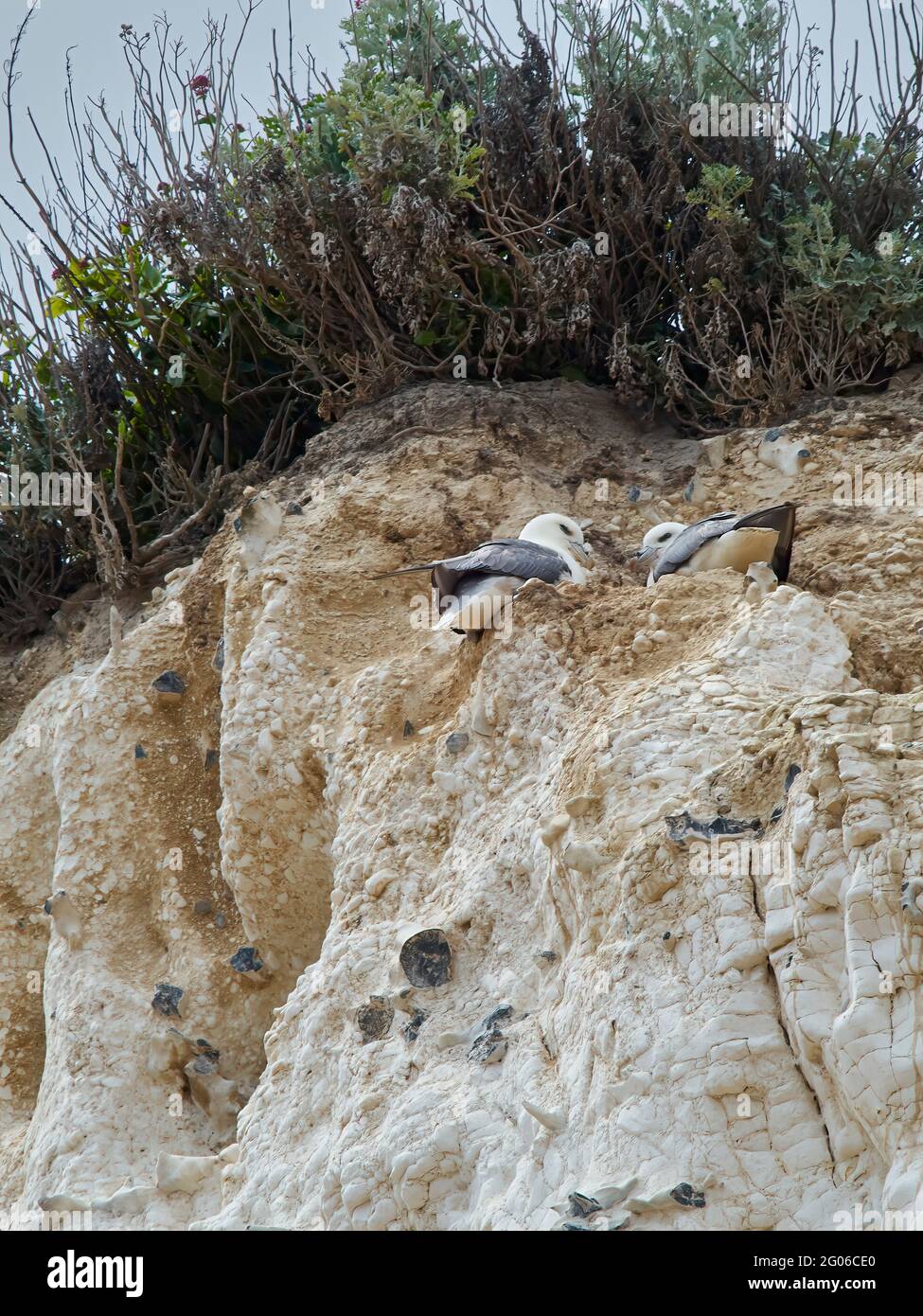 Gulls face hi-res stock photography and images - Alamy