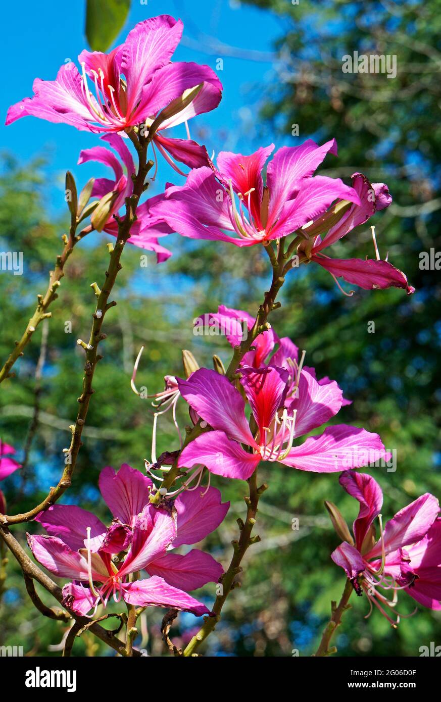 Pink orchid tree flowers (Bauhinia blakeana Stock Photo - Alamy