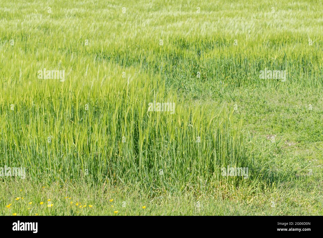 Lush vivid green Spring Barley crop growing in a sloping field in ...