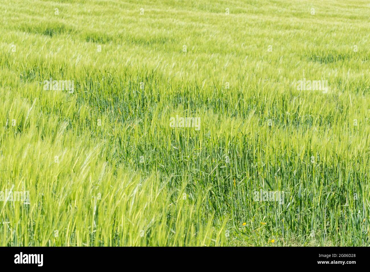Lush vivid green Spring Barley crop growing in a sloping field in ...