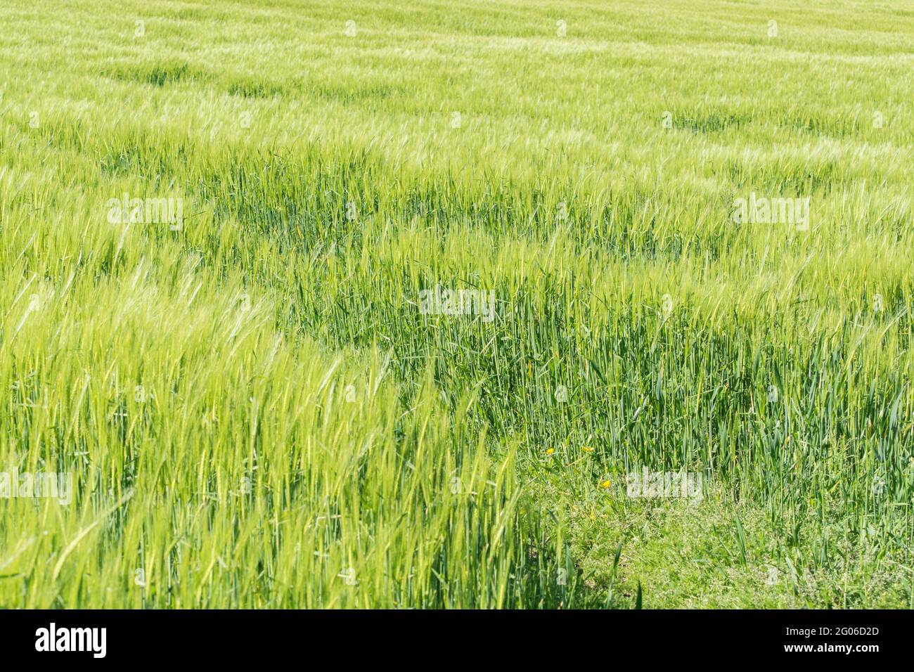 Lush vivid green Spring Barley crop growing in a sloping field in ...