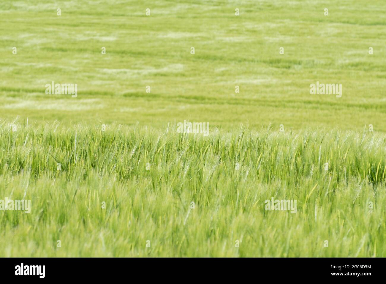 Lush vivid green Spring Barley crop growing in a sloping field in ...