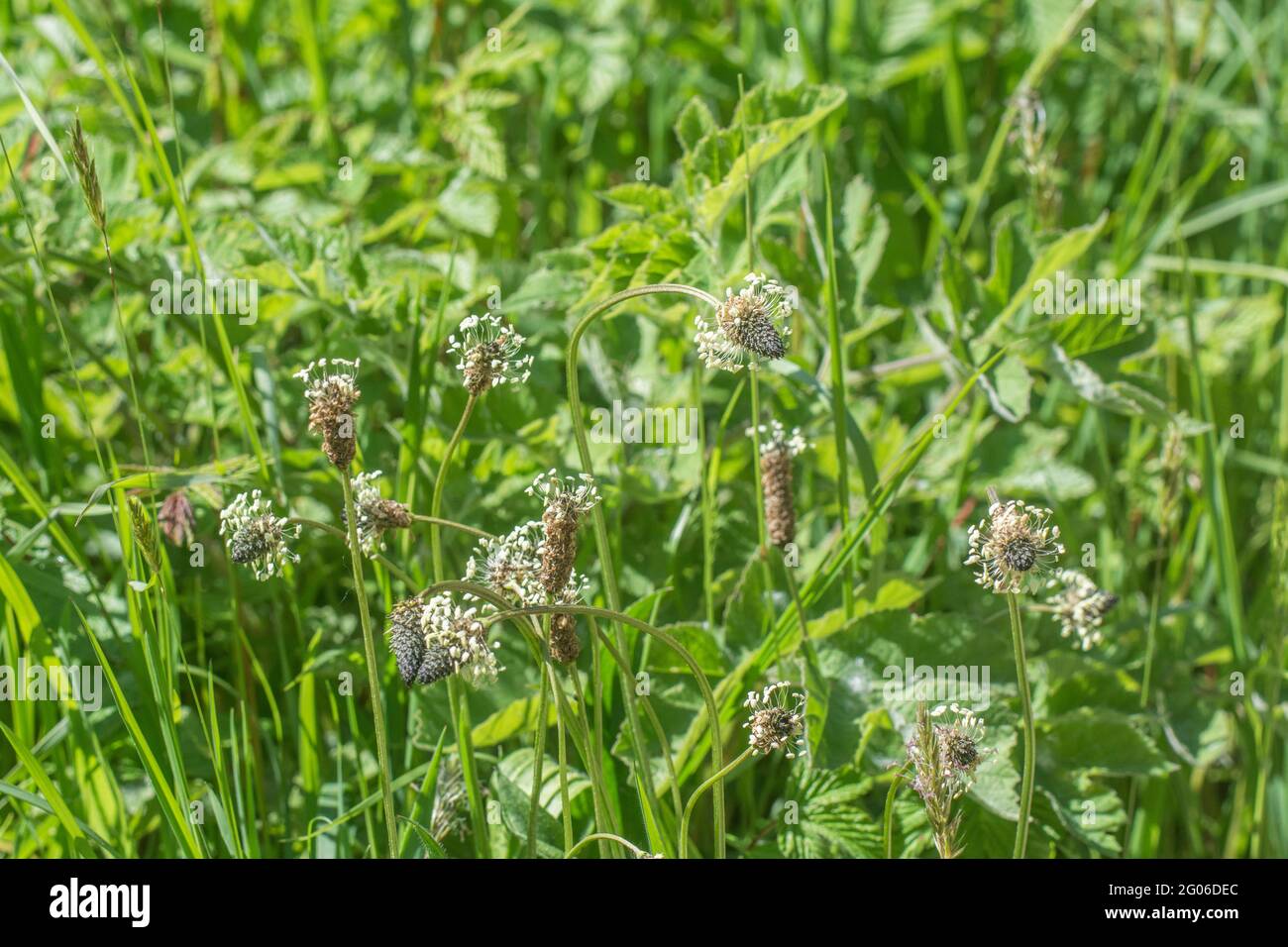 Flowering Ribwort / Plantago lanceolata in sun, Ribwort flowers growing ...