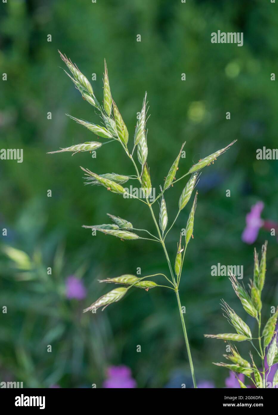 Nodding head of grass species [possibly a Brome before it bends over ...