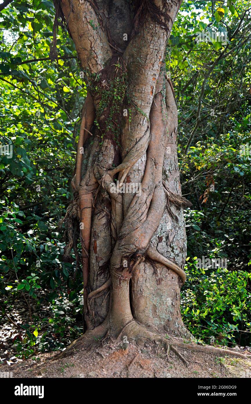 Tree trunk with roots on tropical forest Stock Photo - Alamy