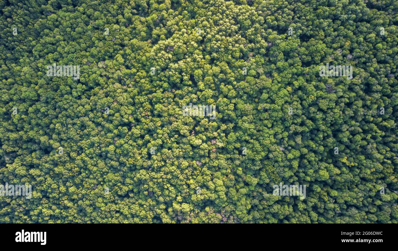Aerial View Of Trees/Forest Stock Photo - Alamy