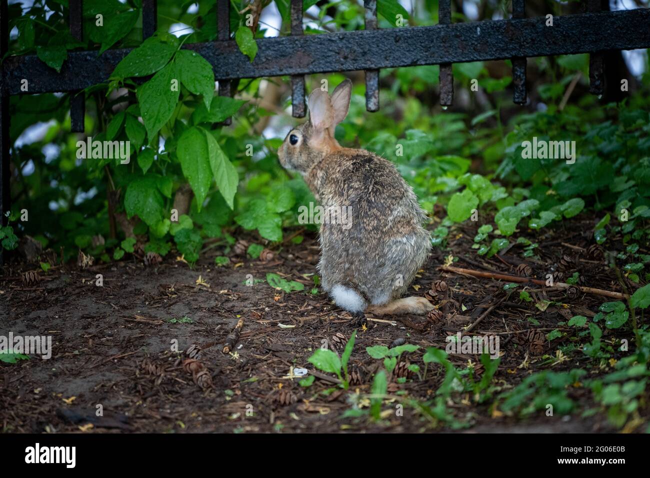 Rabbit on the watch for danger Stock Photo - Alamy
