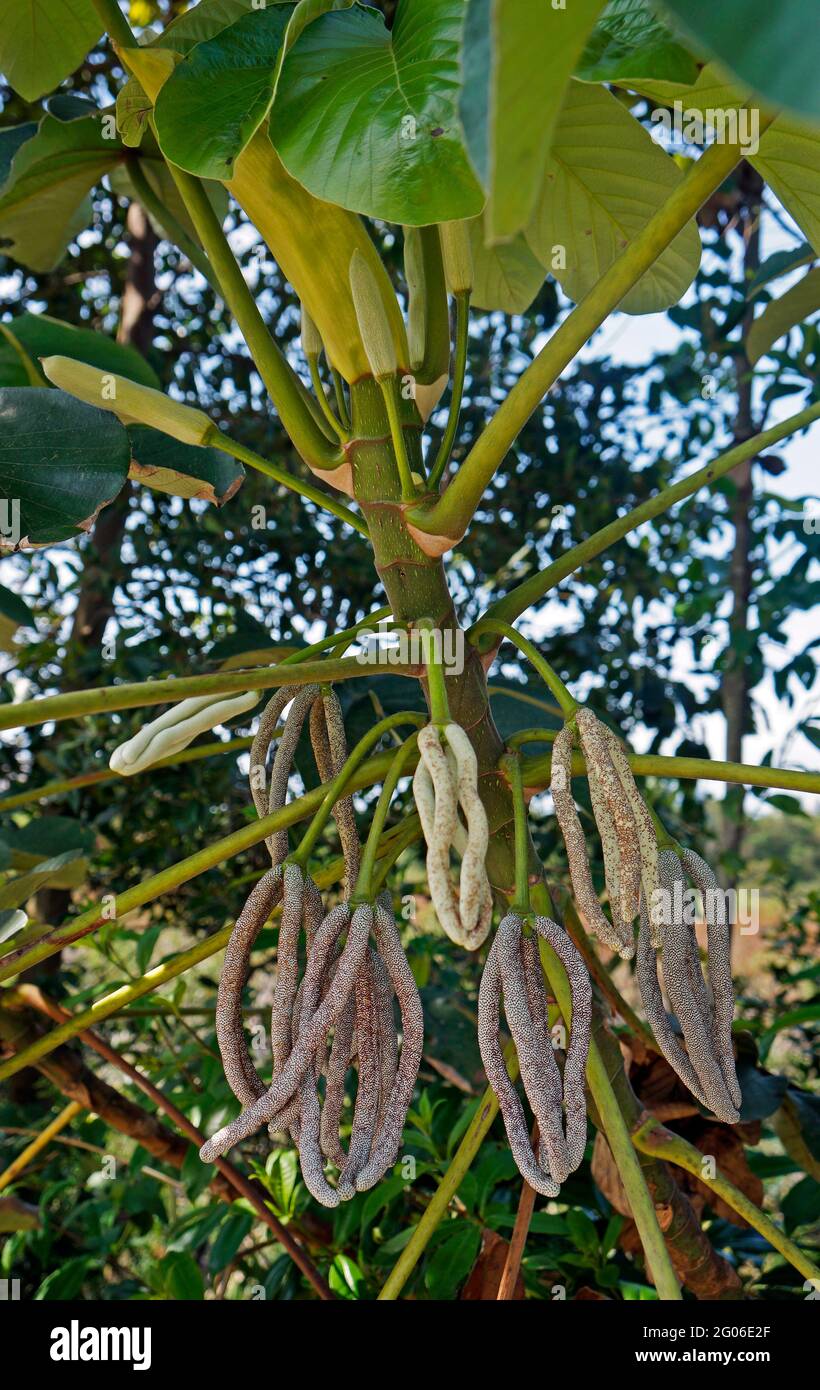 Cecropia High Resolution Stock Photography and Images - Alamy