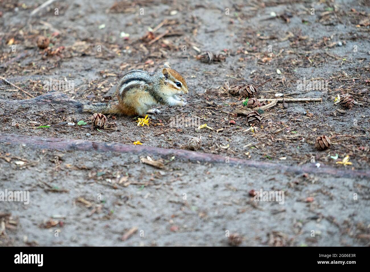Domestic chipmunk hi-res stock photography and images - Alamy