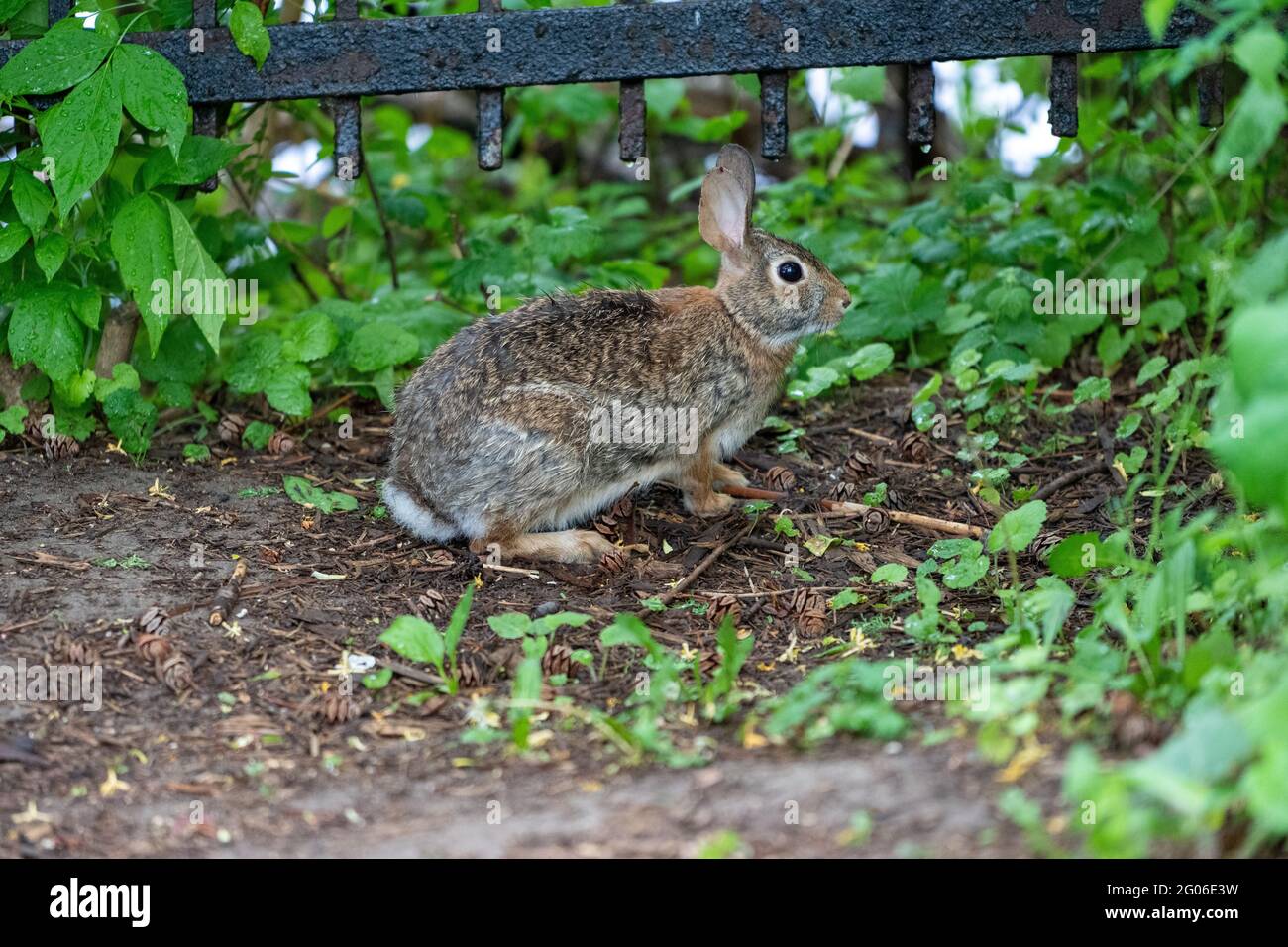 Swimming rabbit hi-res stock photography and images - Alamy