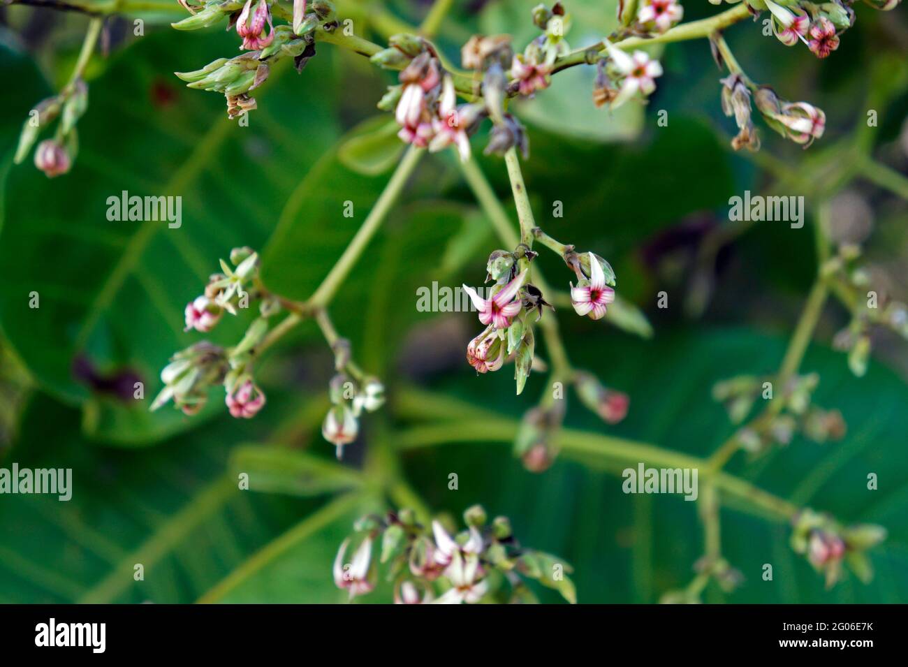 Cashew flowers (Anacardium occidentale) on tree Stock Photo - Alamy