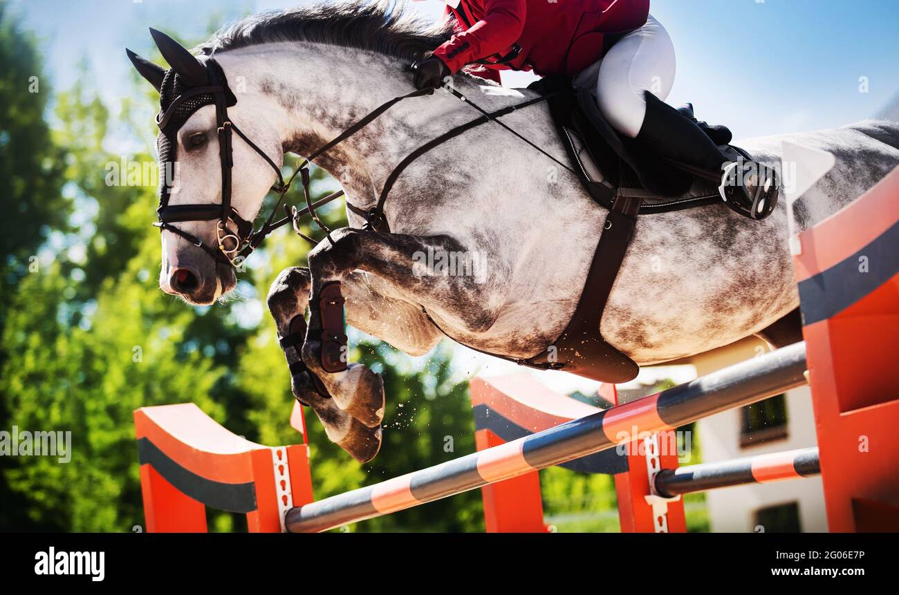 Dappled Gray Stallion High Resolution Stock Photography and Images - Alamy
