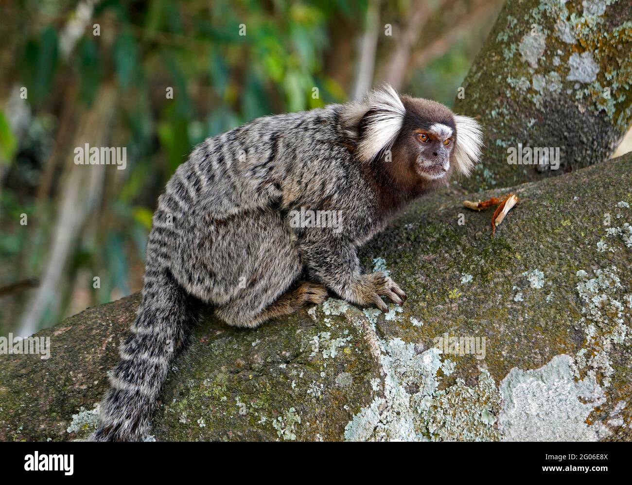 Common marmoset (Callithrix jacchus) on tree Stock Photo - Alamy