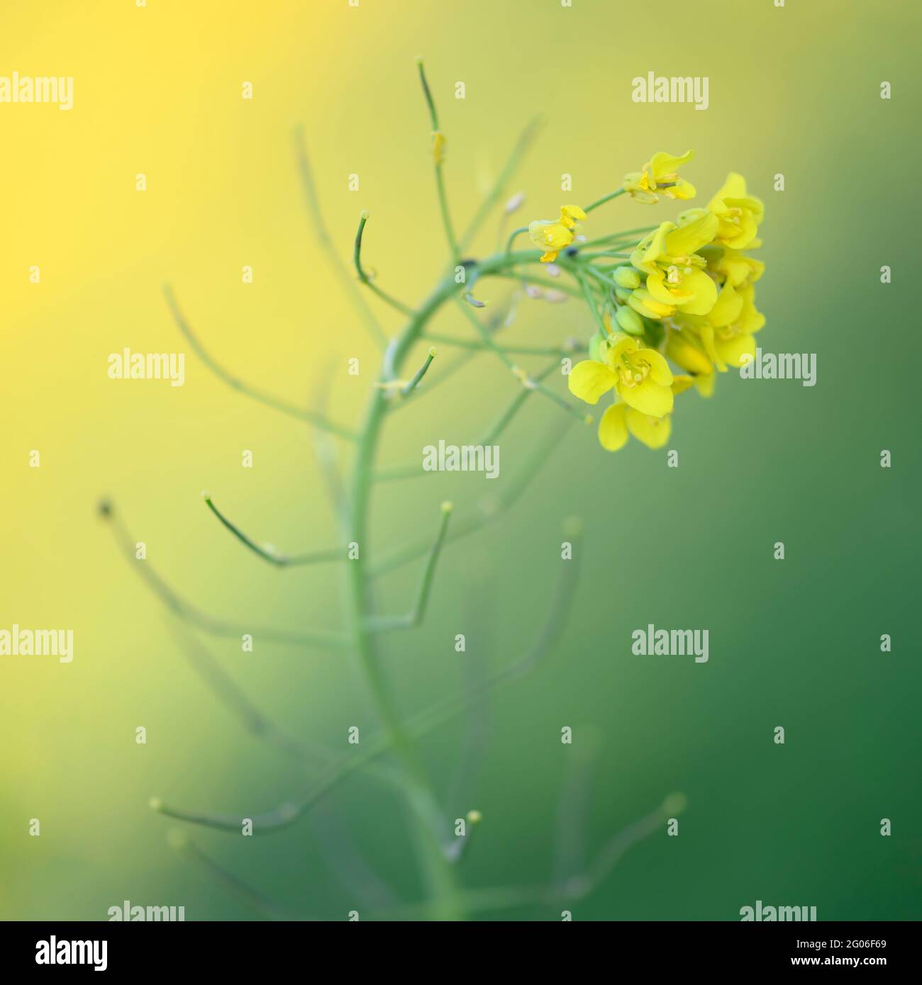 Bright yellow flower of the Rape plant, (Brassica napus), also known as ...