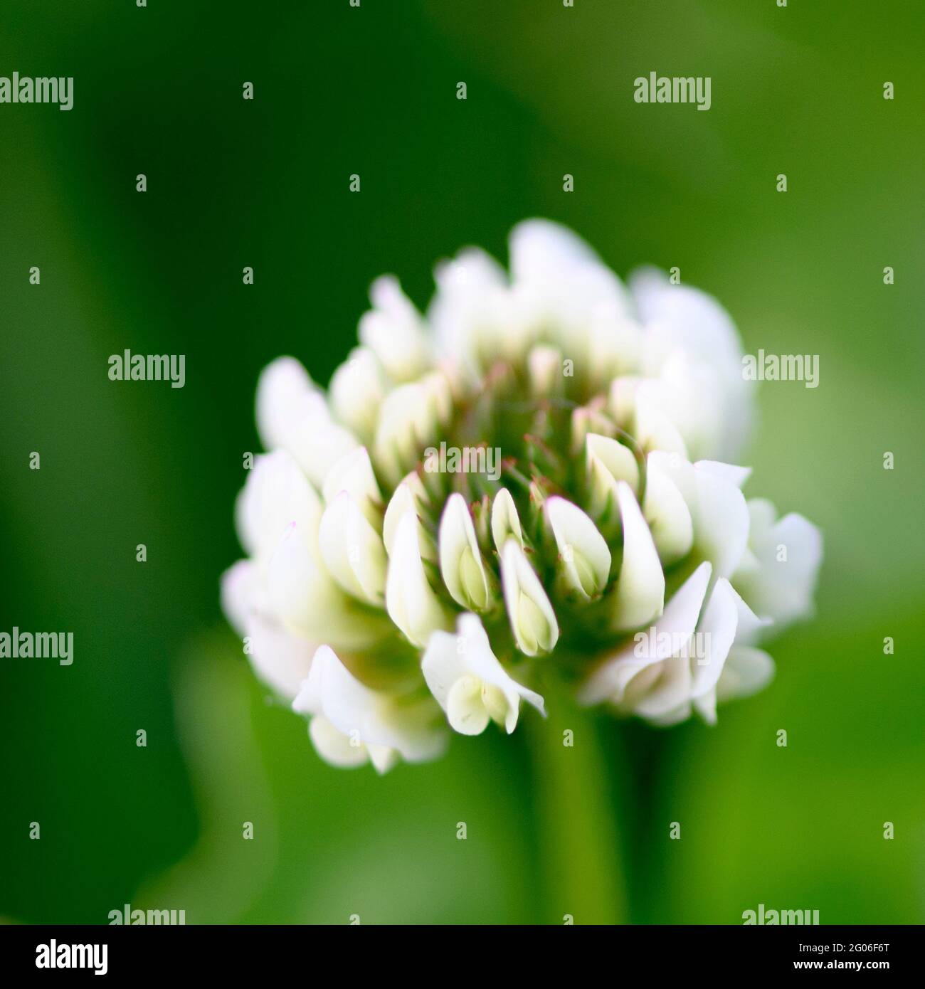 Close up of the flower head of a White Clover (Trifolium repens Stock ...
