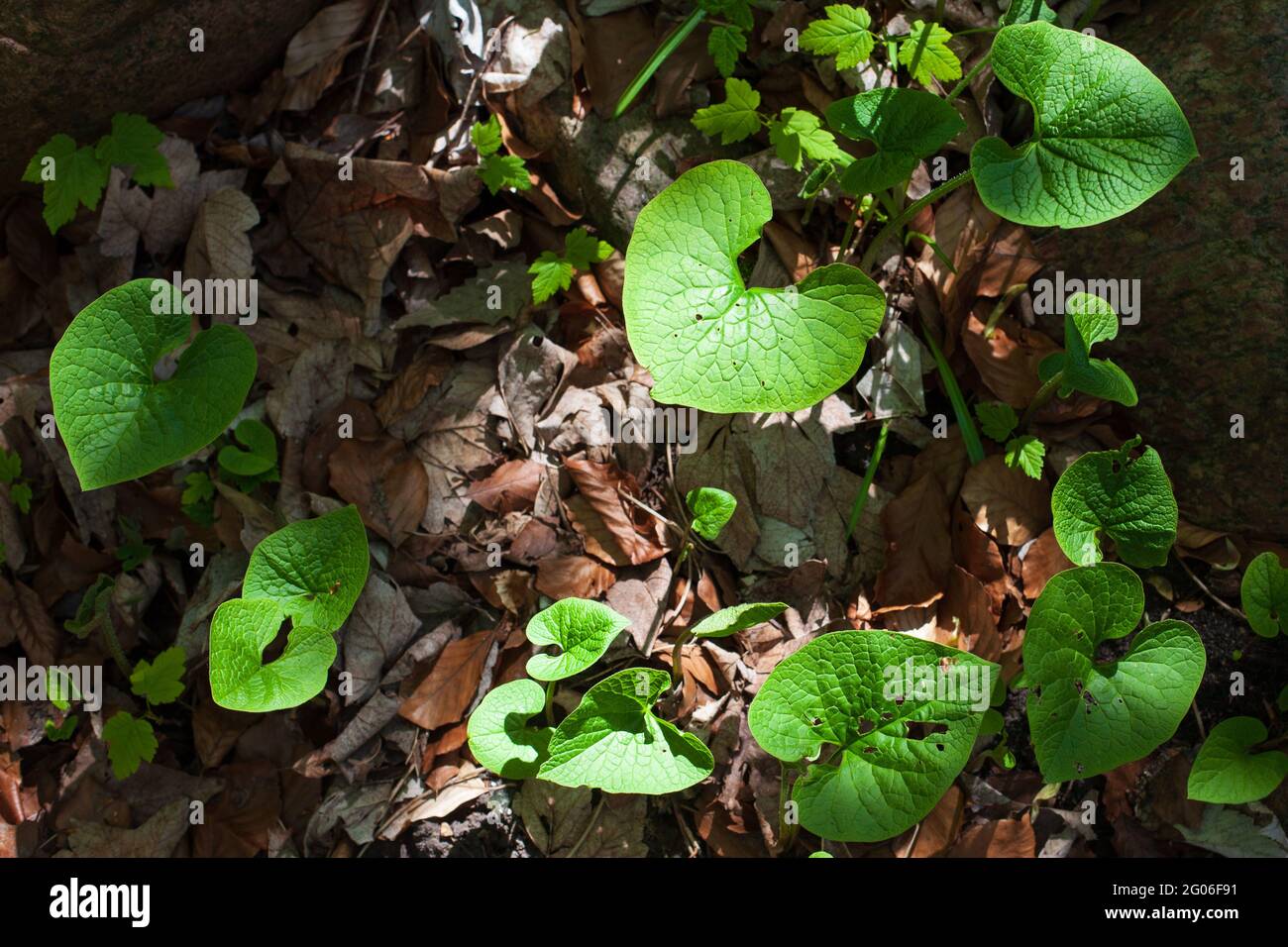 Cleft hoof hi-res stock photography and images - Alamy