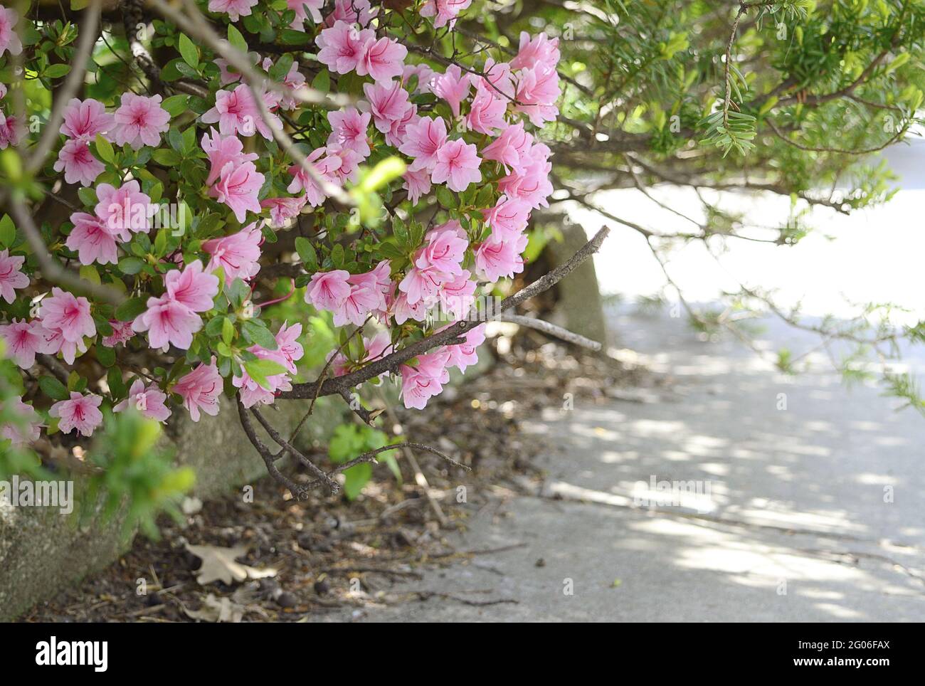 Bush of light pink flowers Stock Photo - Alamy