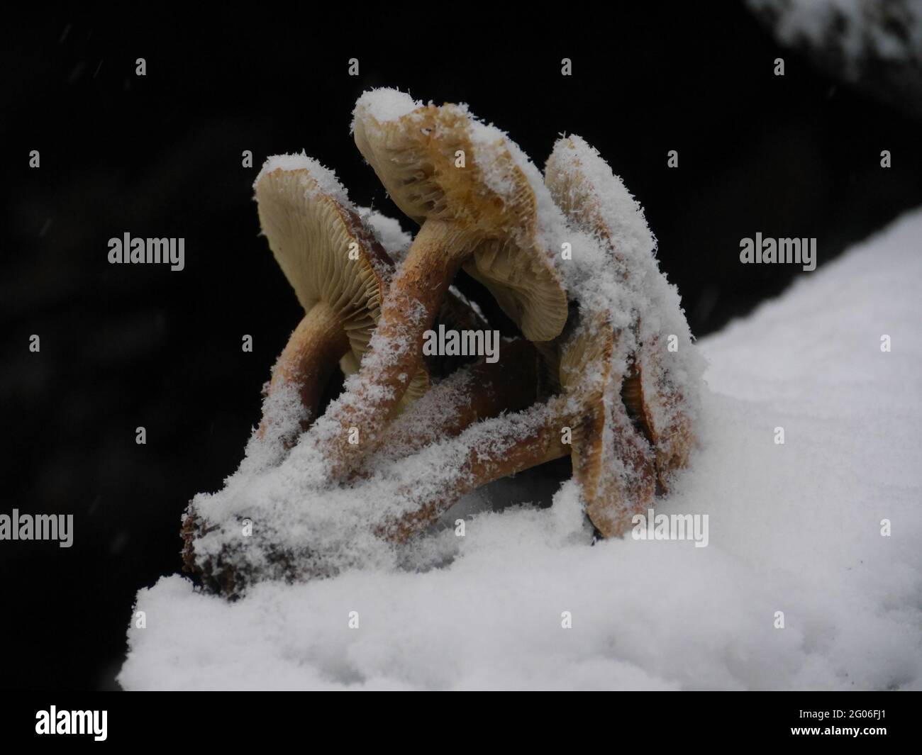 Frost covered fungus hi-res stock photography and images - Alamy