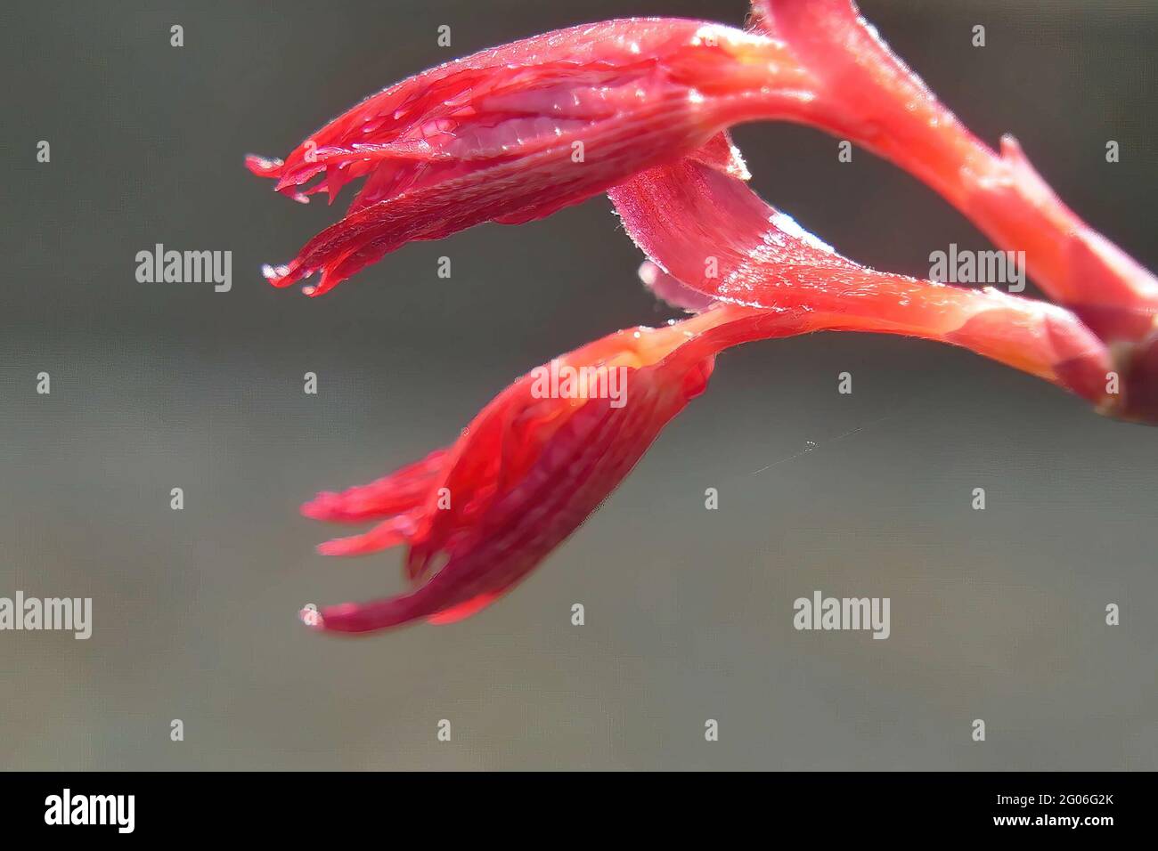 Shallow depth of field shot of the Japanese maple buds already blooming ...