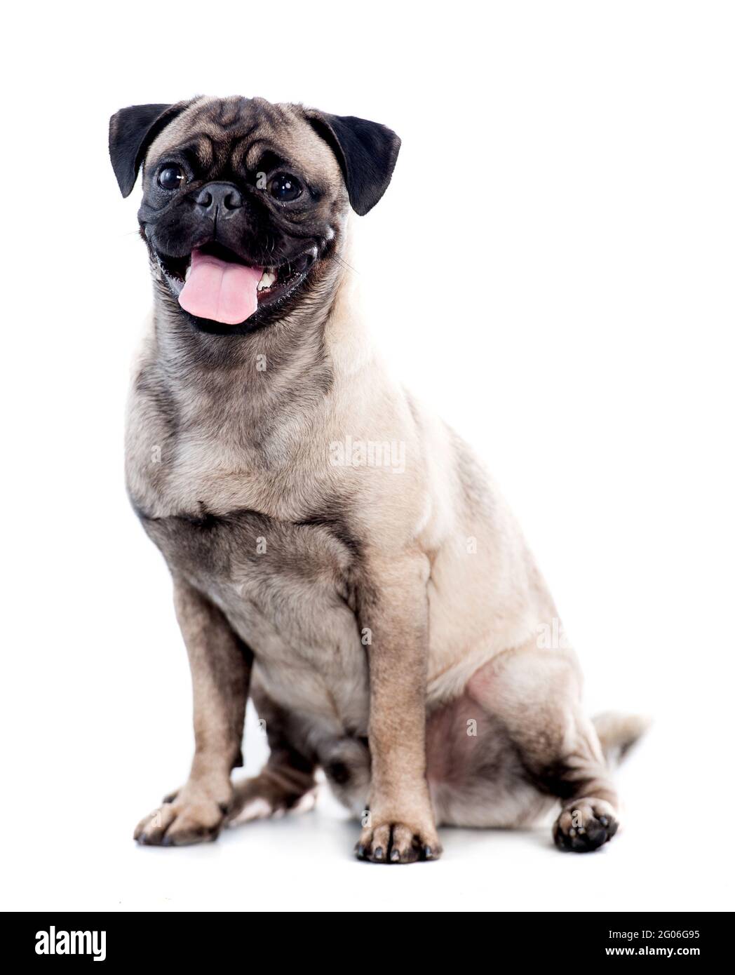 Shutterstock dog hi-res stock photography and images - Alamy