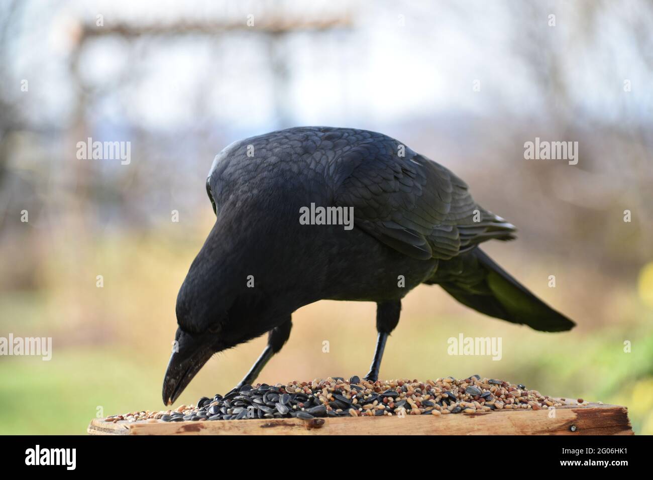 Seed crow hi-res stock photography and images - Alamy
