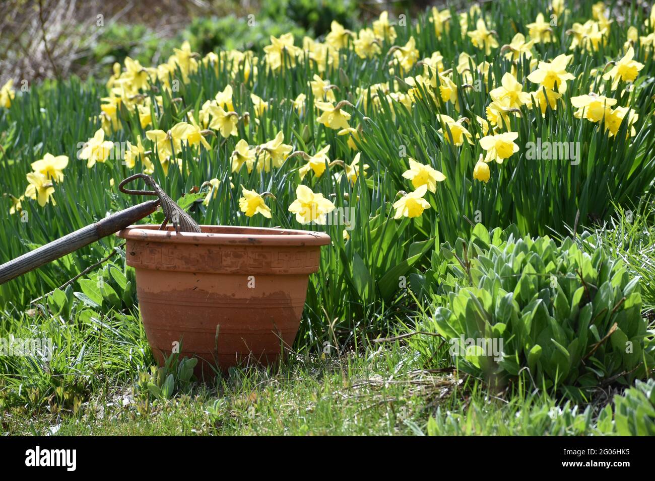 Daffodil flowers in the garden Stock Photo - Alamy