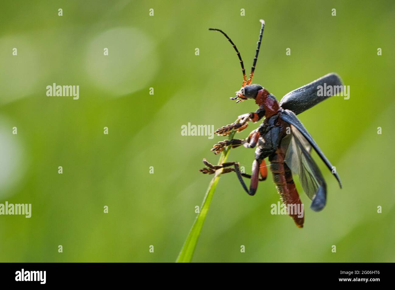 Macro shot of a beetle. detailed with nice bokeh and thus very ...