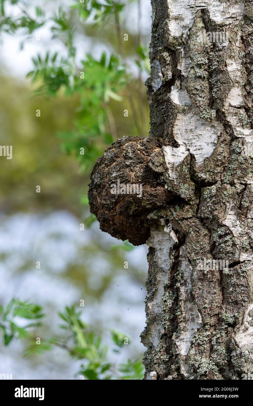 Chaga (Inonotus obliquus) is a fungus, a parasite, on birch trees Stock ...