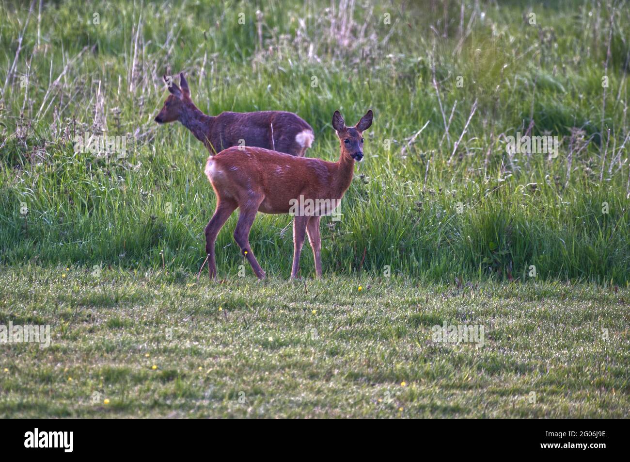 Roebuck and doe hi-res stock photography and images - Alamy