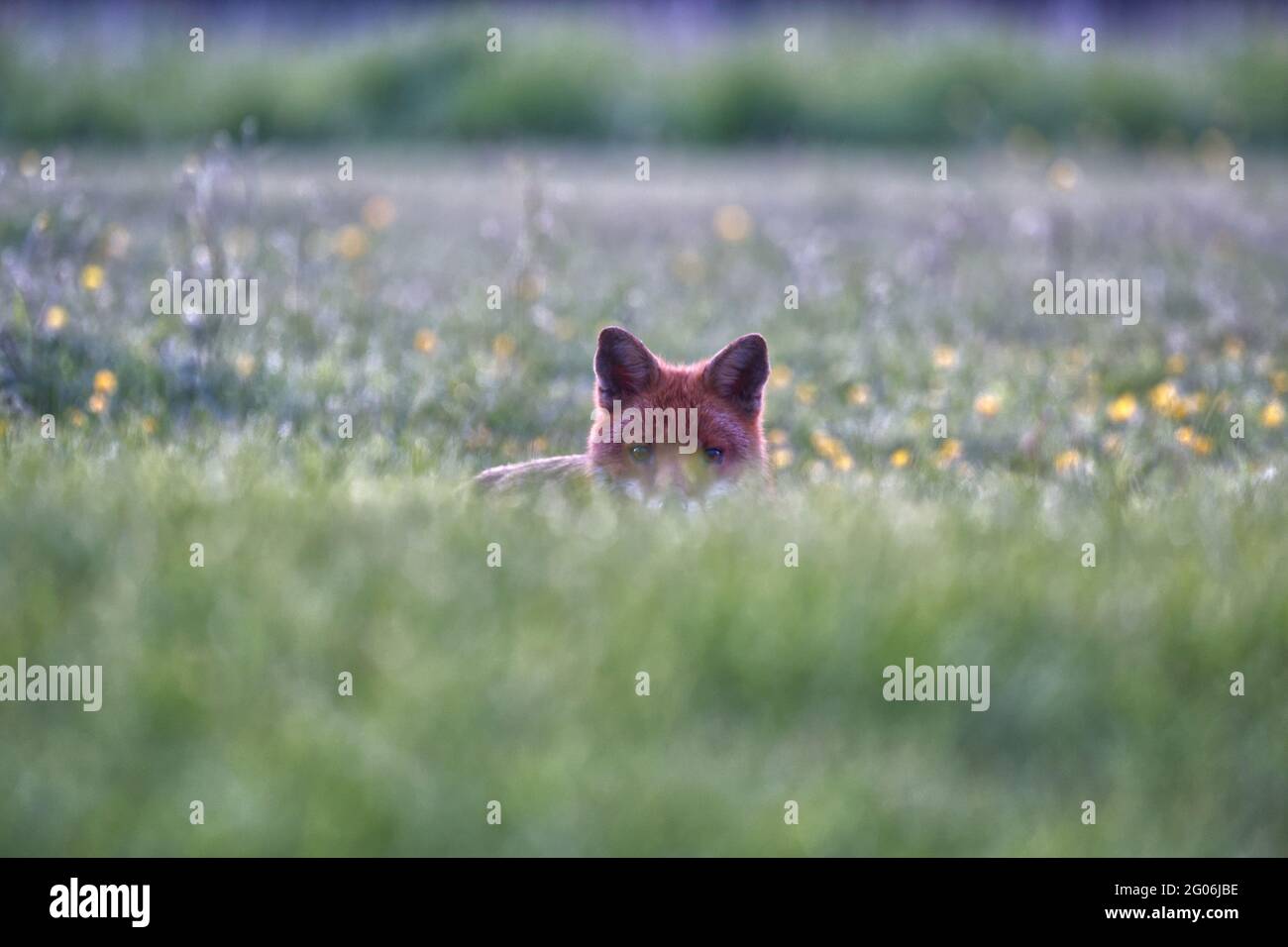 Red fox hiding behind grass hi-res stock photography and images - Alamy