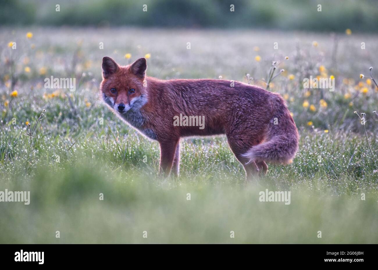Snarling fox uk hi-res stock photography and images - Alamy