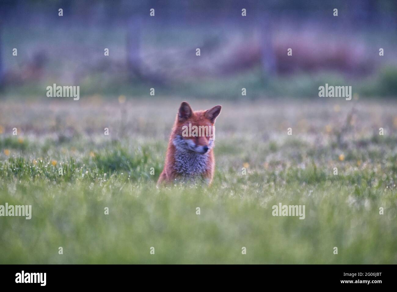Red fox hiding behind grass hi-res stock photography and images - Alamy