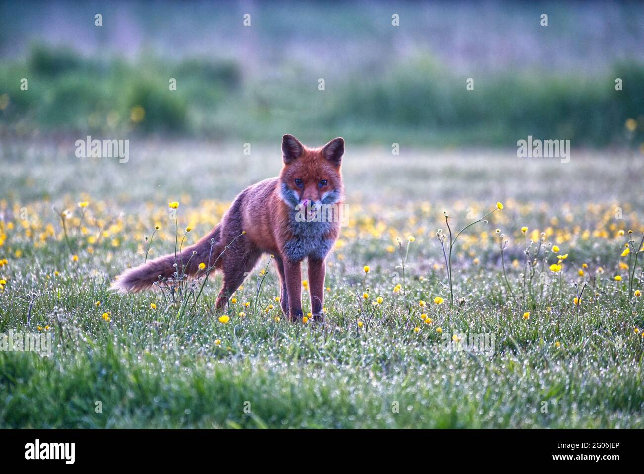 Red fox hiding behind grass hi-res stock photography and images - Alamy