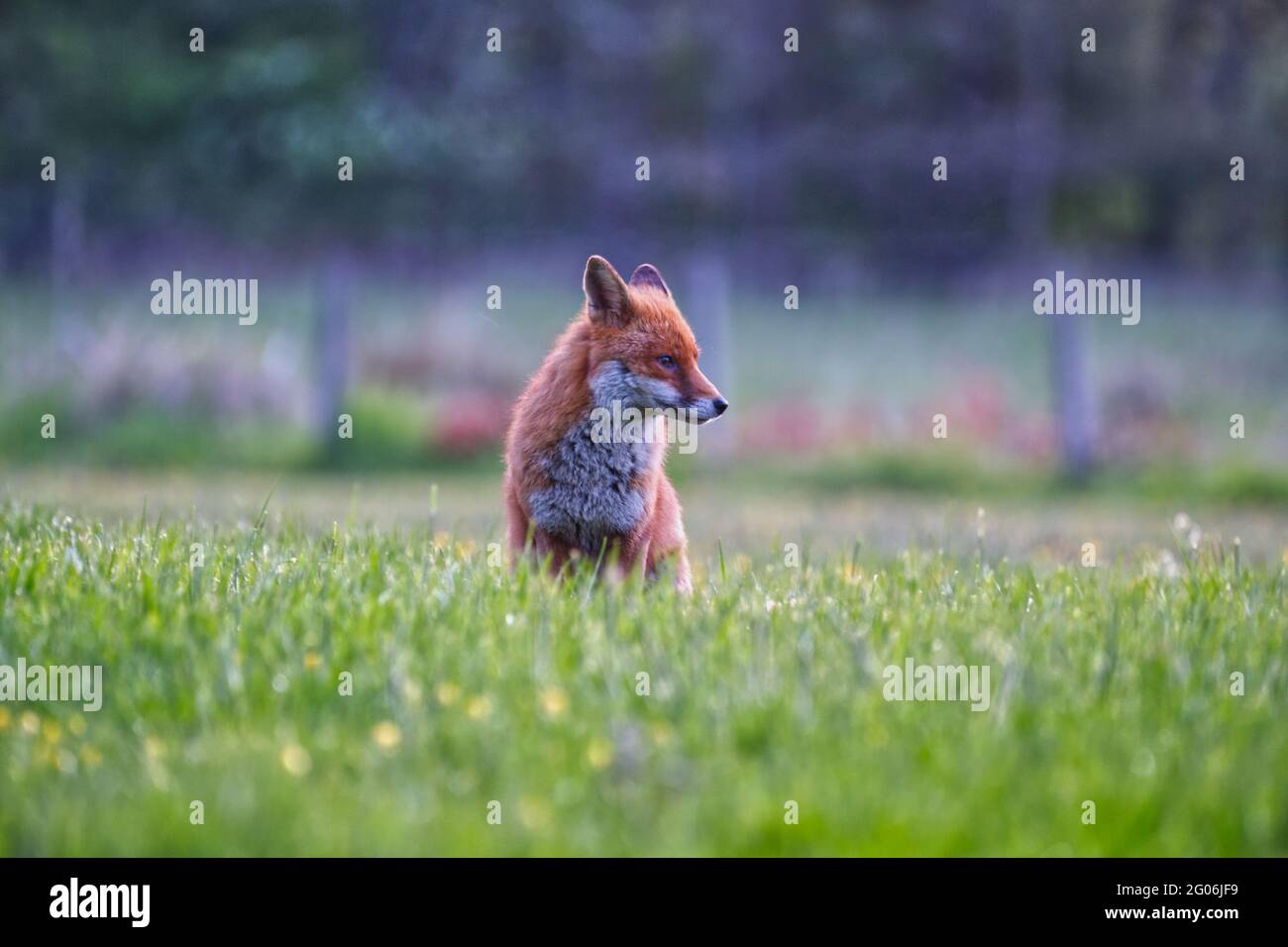 Red fox hiding behind grass hi-res stock photography and images - Alamy