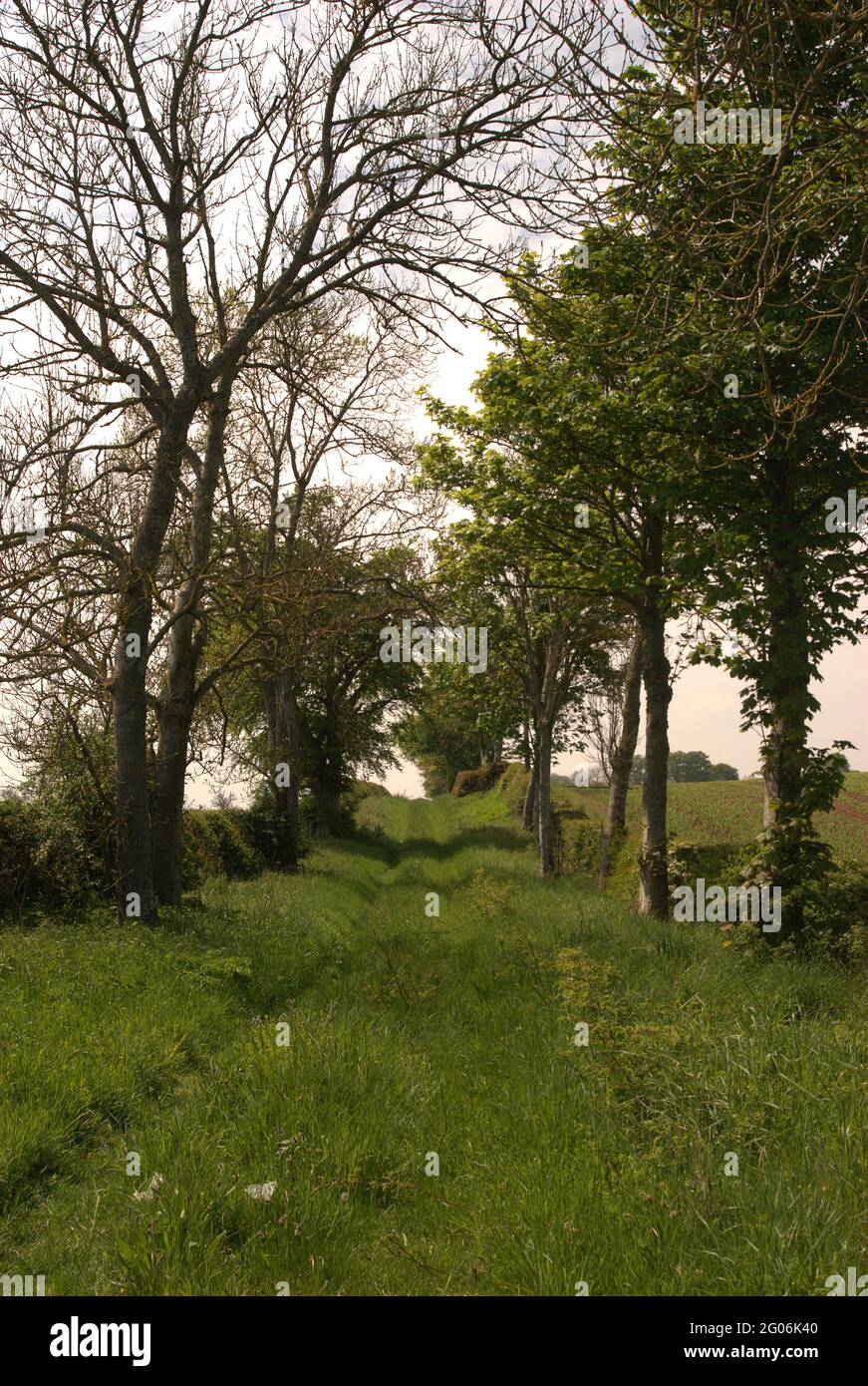ancient track near Duns in Scottish Borders in summer Stock Photo - Alamy