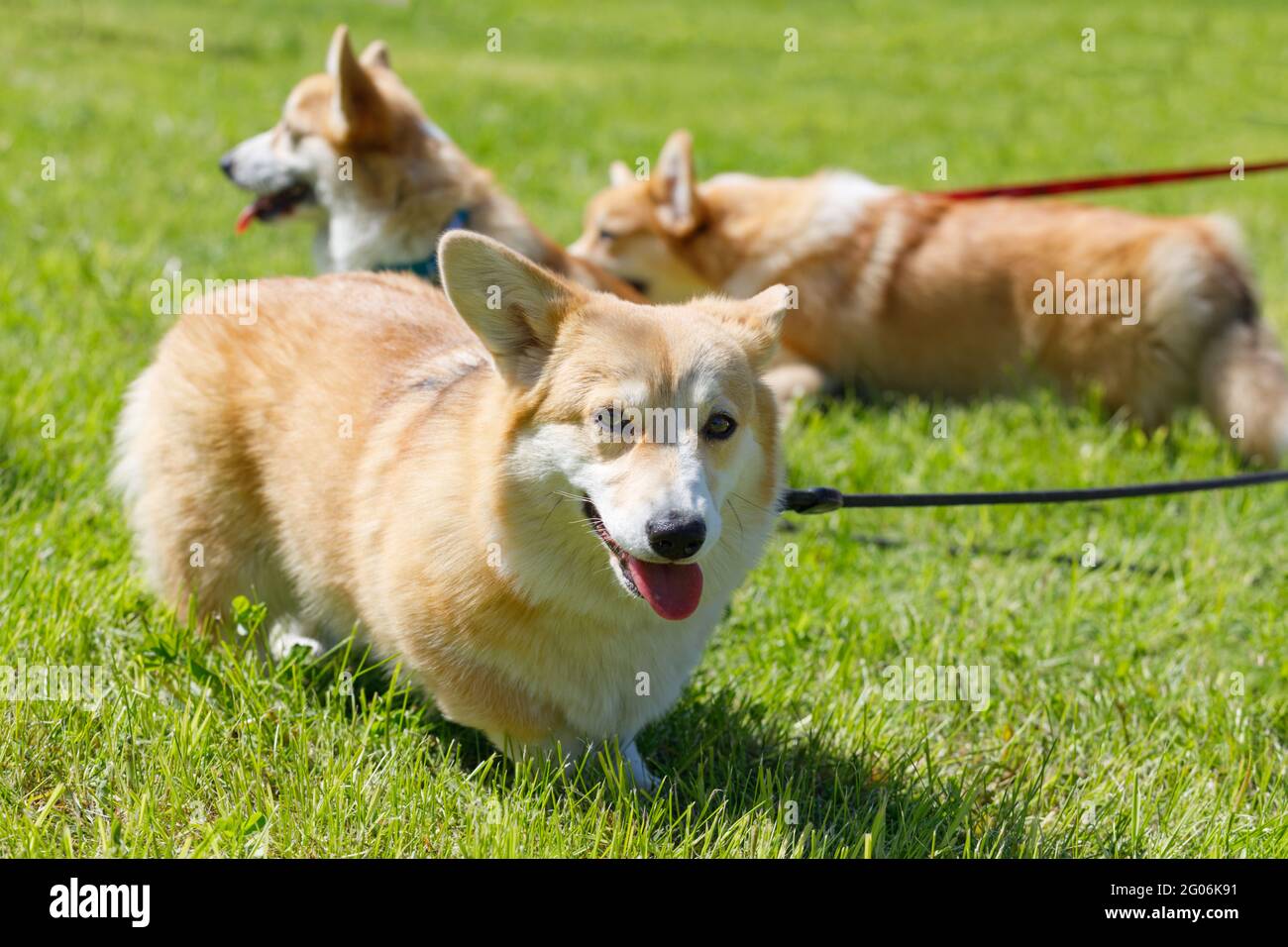 Cute corgis hi-res stock photography and images - Alamy