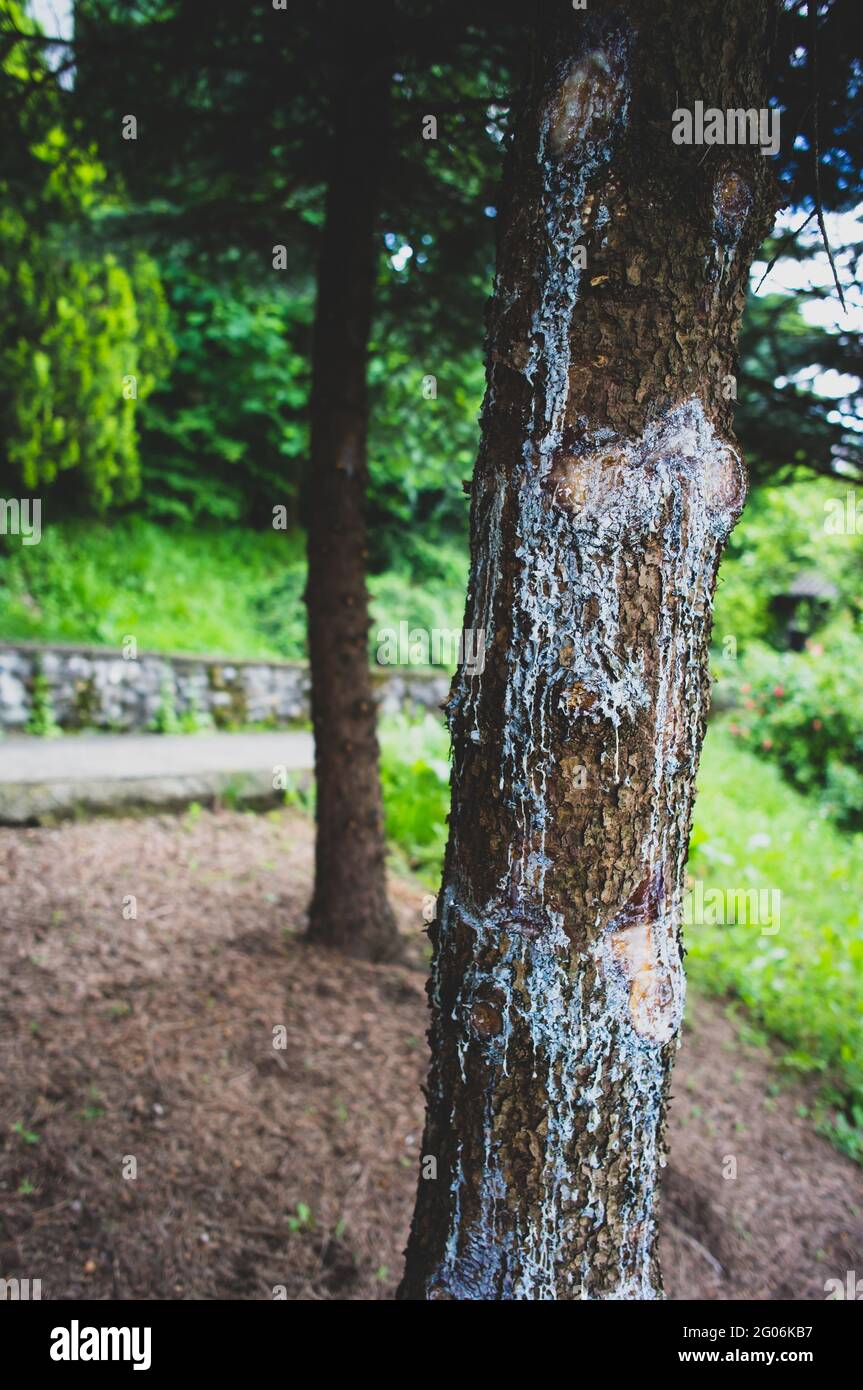 resin pouring from a conifer tree trunk Stock Photo - Alamy