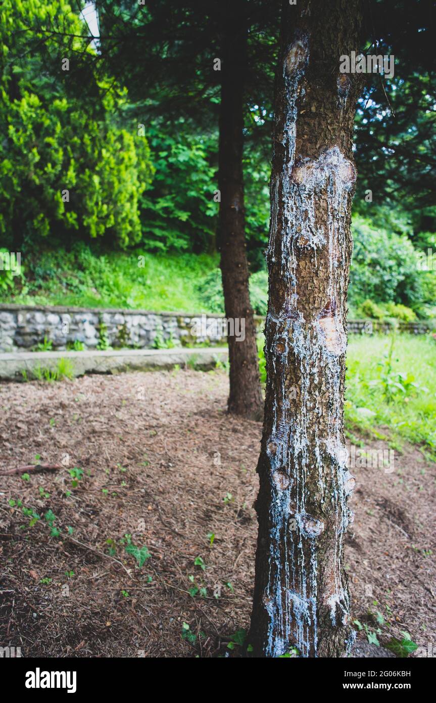 resin pouring from a conifer tree trunk Stock Photo - Alamy