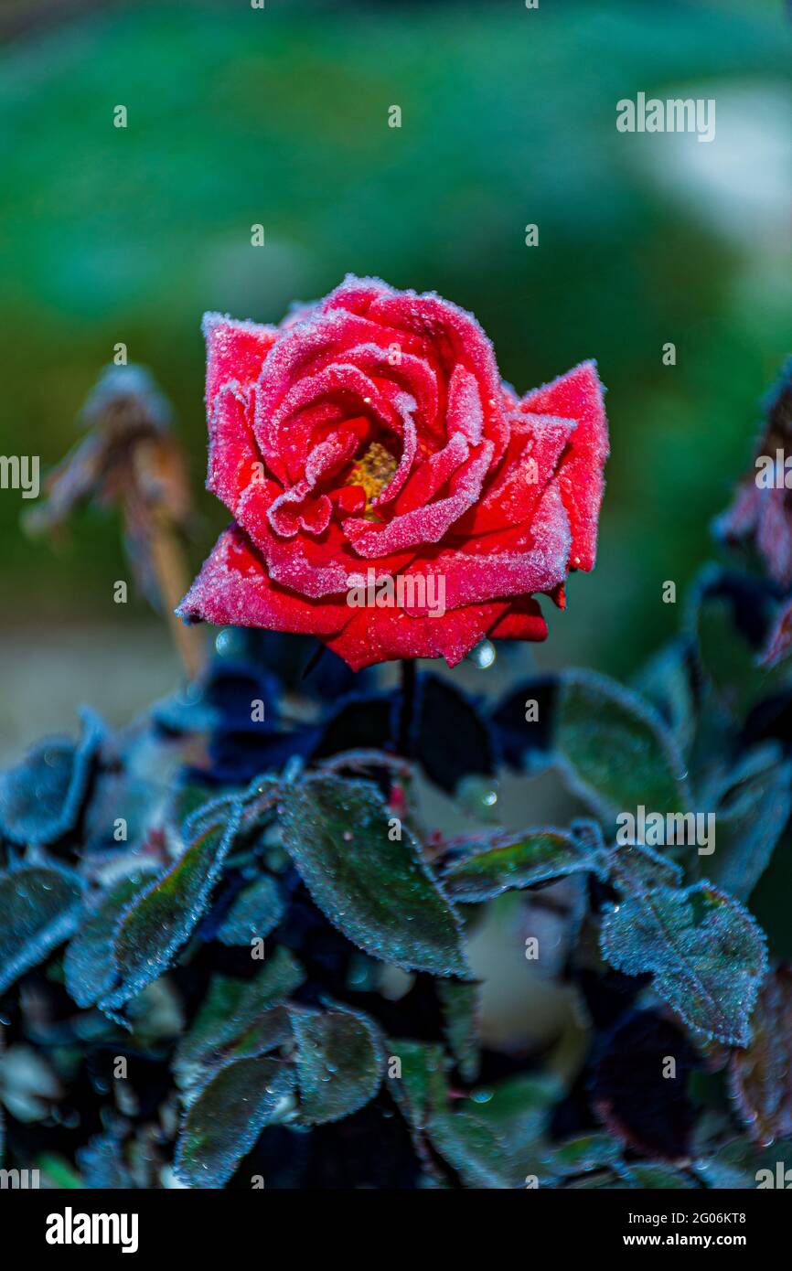 Vertical closeup shot of a blooming red rose with dewdrops Stock Photo ...