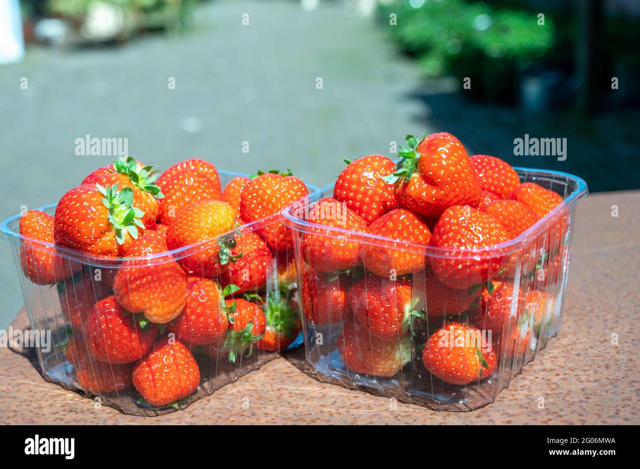 Red ripe Dutch organic sweet strawberry, new harvest, ready to eat ...