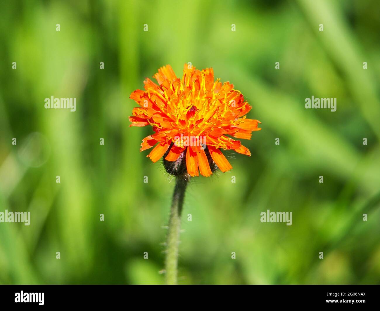 Fox and Cubs or Orange hawkweed flower on the meadow, Pilosella ...