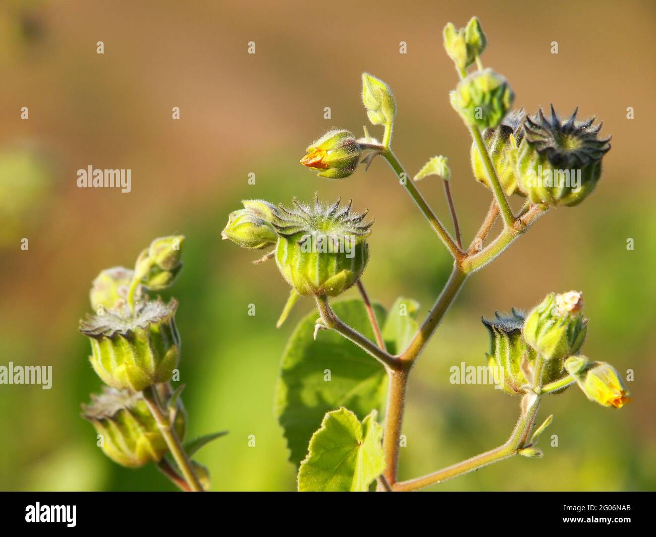 Velvetleaf plant with flowers and pods, Abutilon theophrasti Stock ...