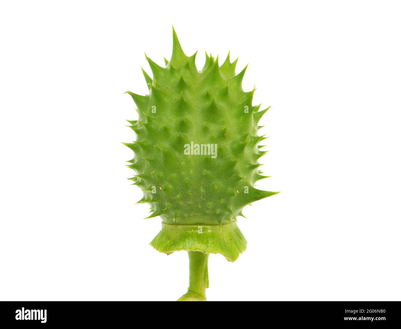 Pod of Jimson Weed isolated on white background. Datura stramonium ...