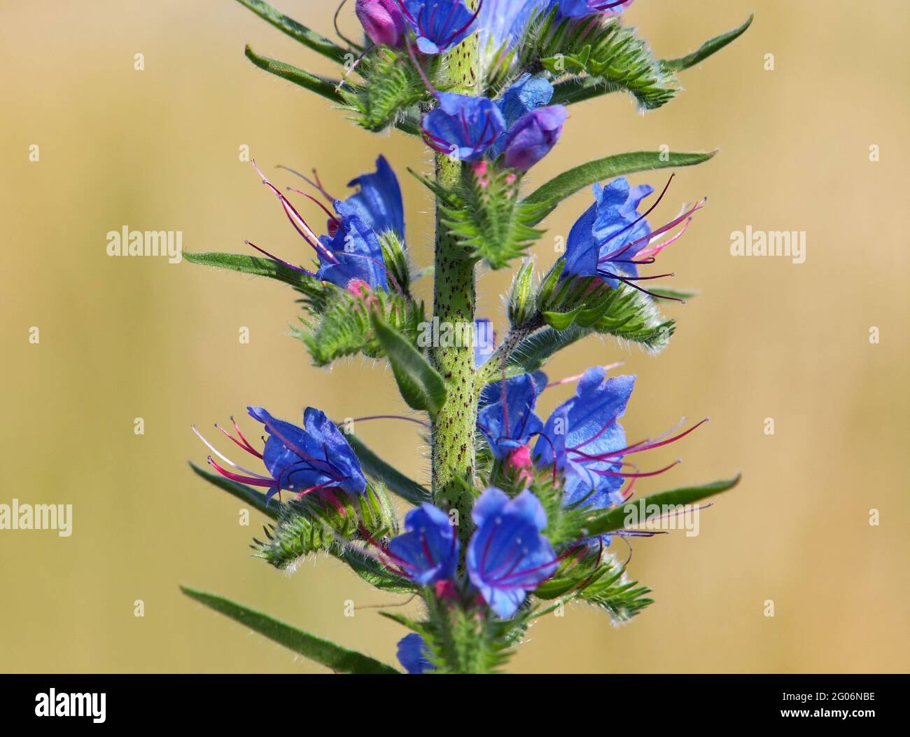Purple blue flower of Viper's Bugloss or Blueweed, Echium vulgare Stock ...