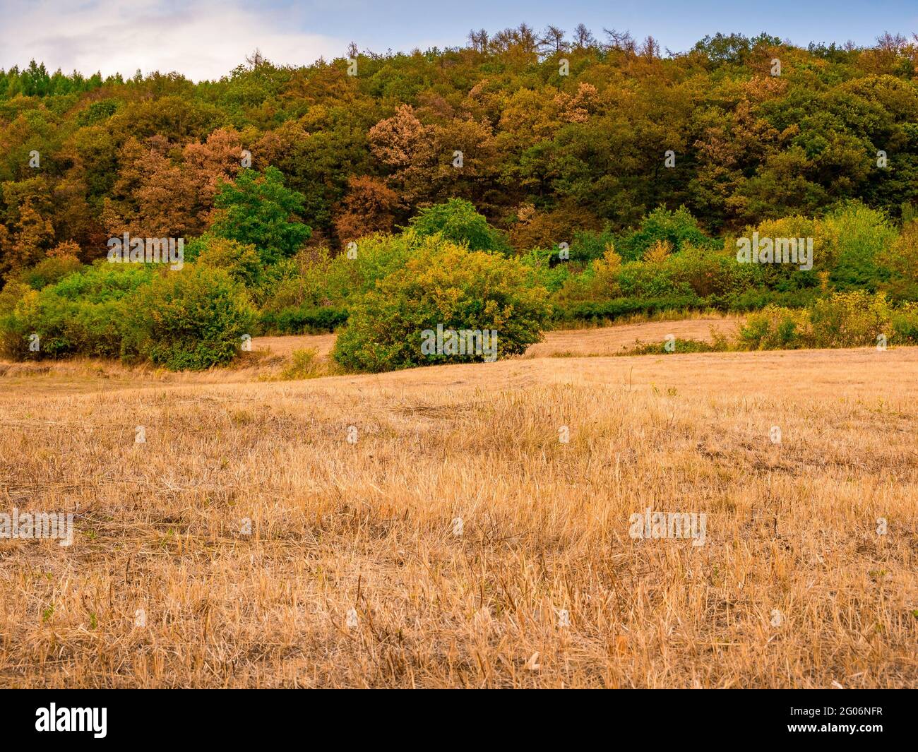 Dry meadow and semi-dry shrubs and trees due to water scarcity in ...