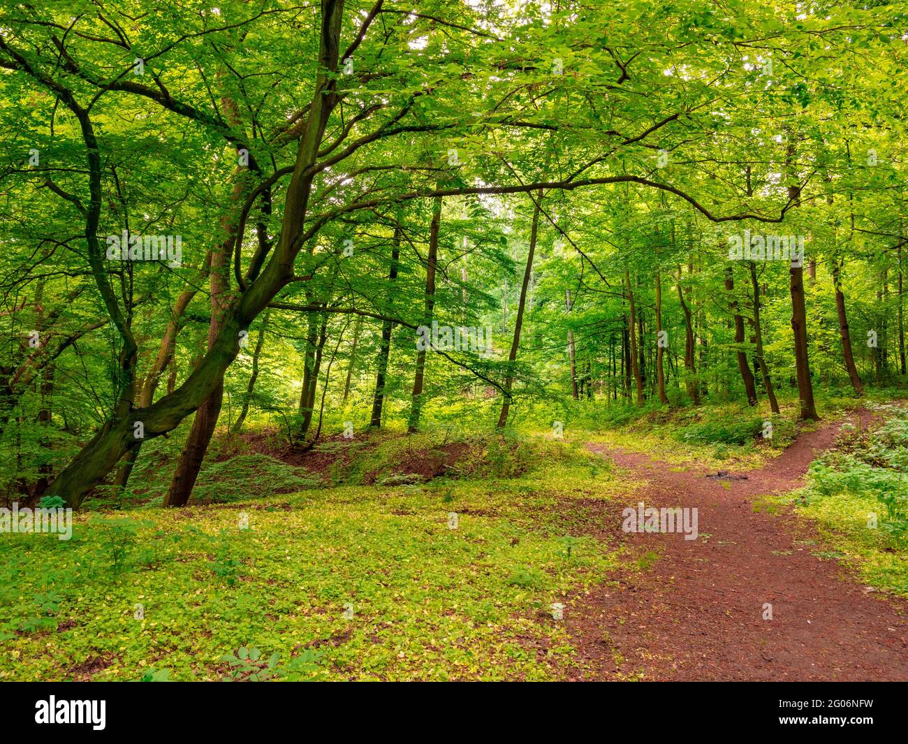 Crossroad on a forest path Stock Photo - Alamy