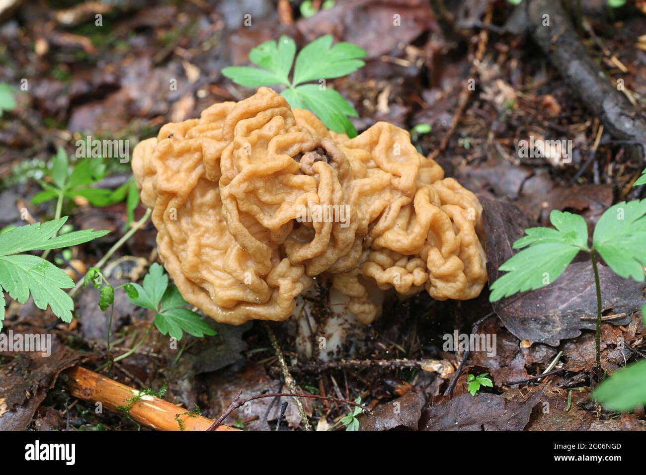 Gyromitra Gigas